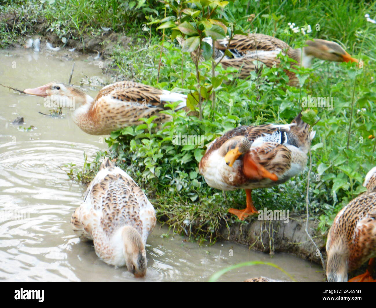 A flock of ducks foraging in a stream Stock Photo - Alamy