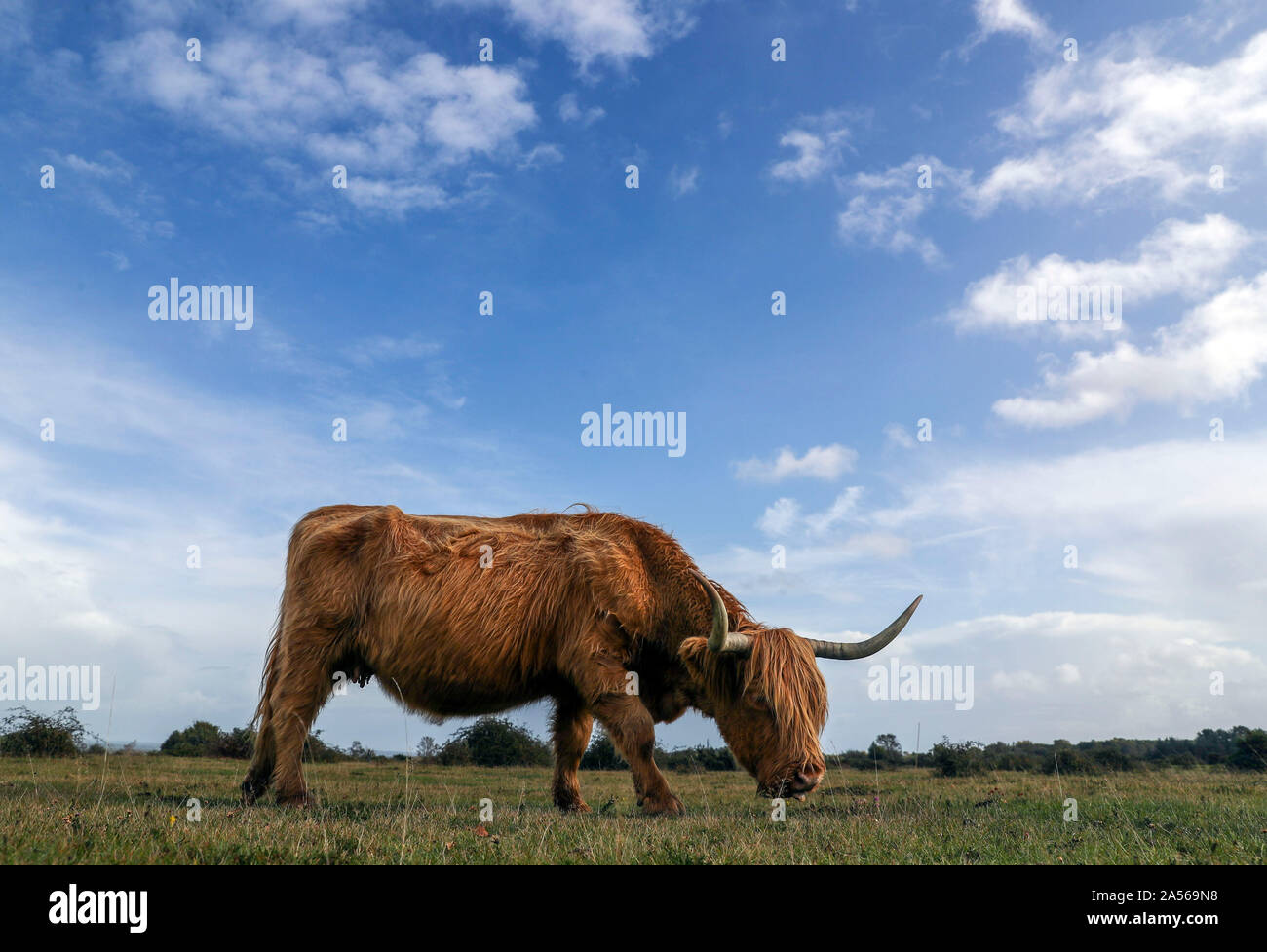 Cattle roaming in the New Forest as livestock owners in the area have ...