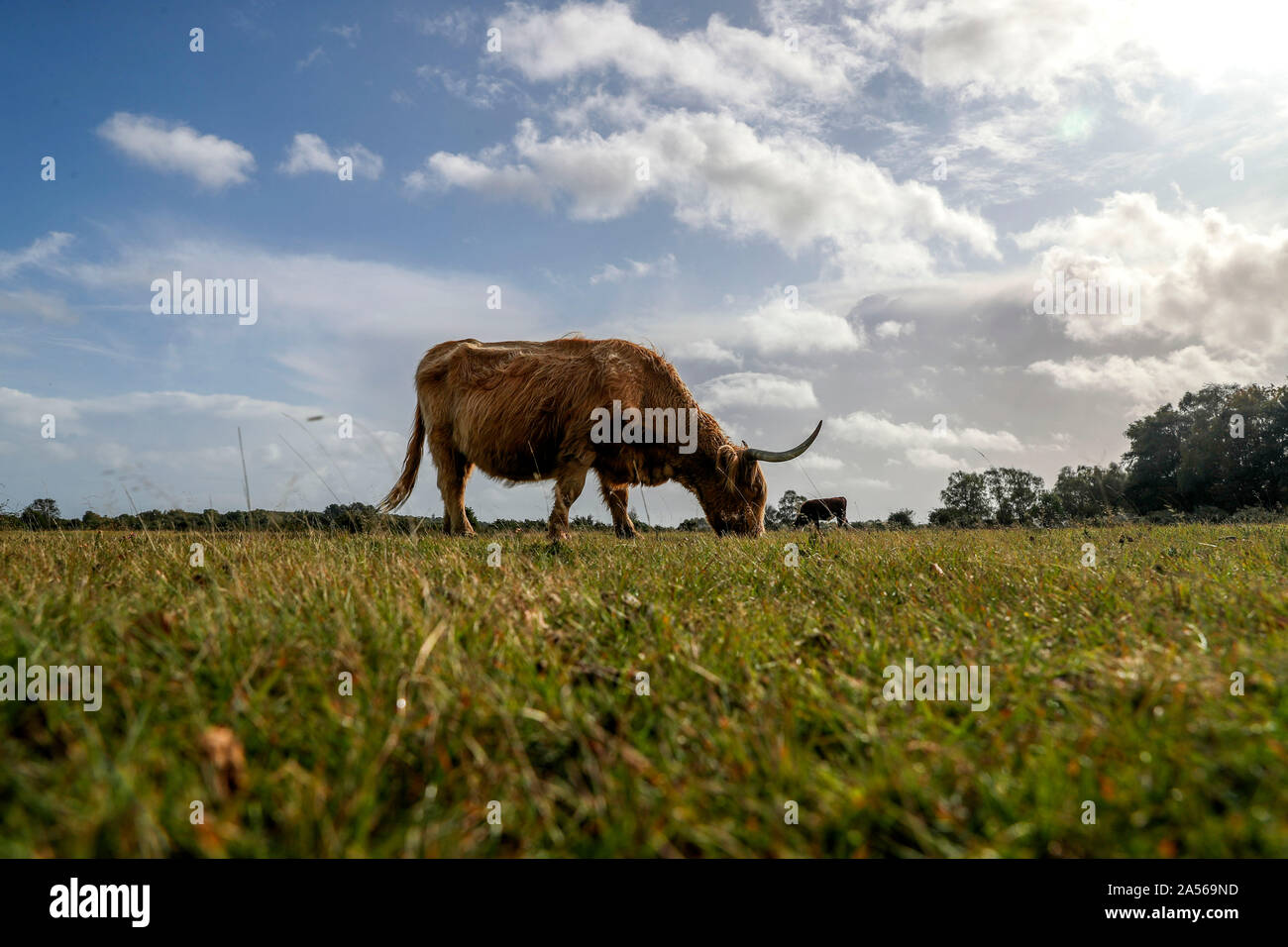 Cattle roaming in the New Forest as livestock owners in the area have ...