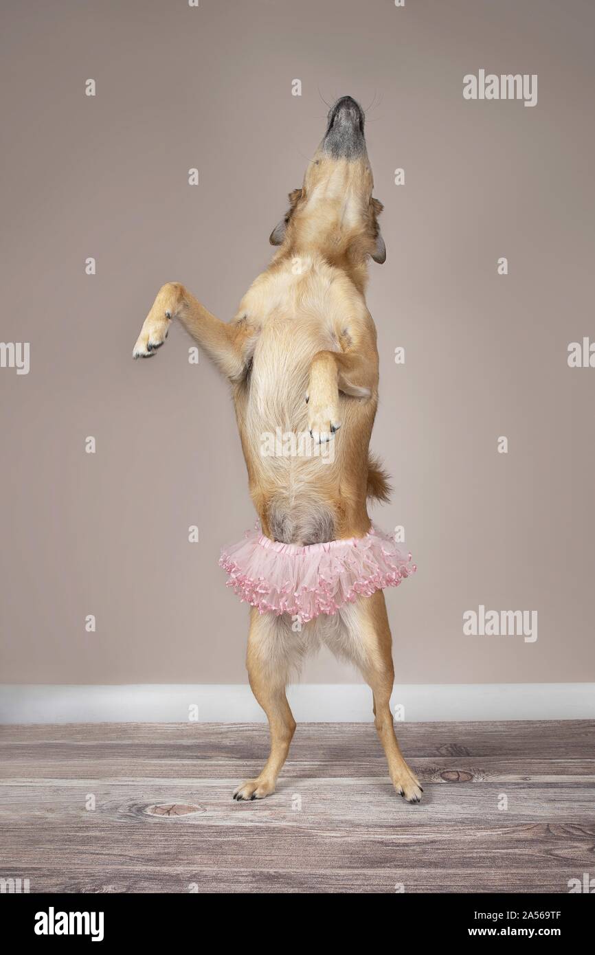 Dancing shepherd hi-res stock photography and images - Alamy