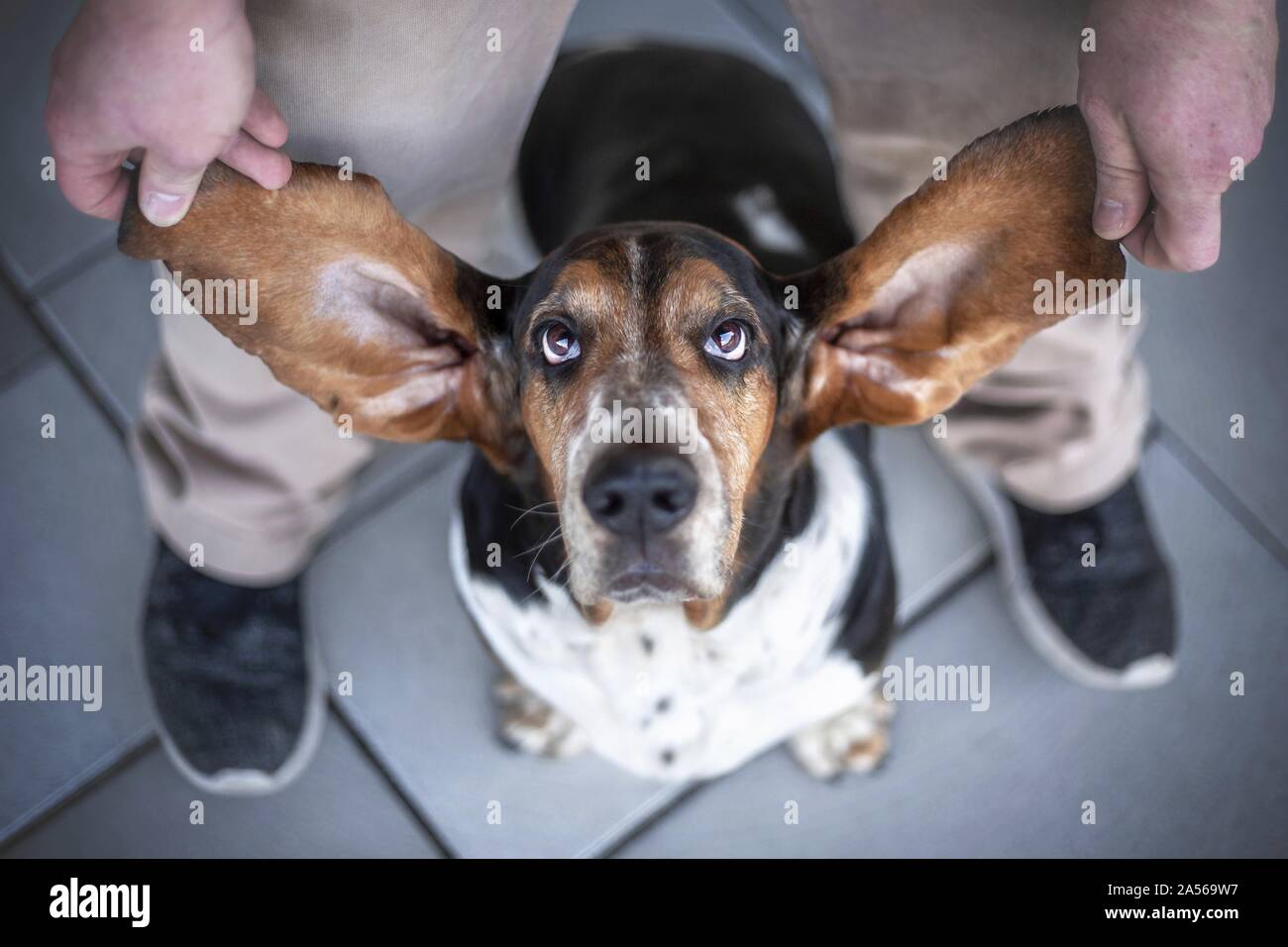 sitting basset hound Stock Photo - Alamy