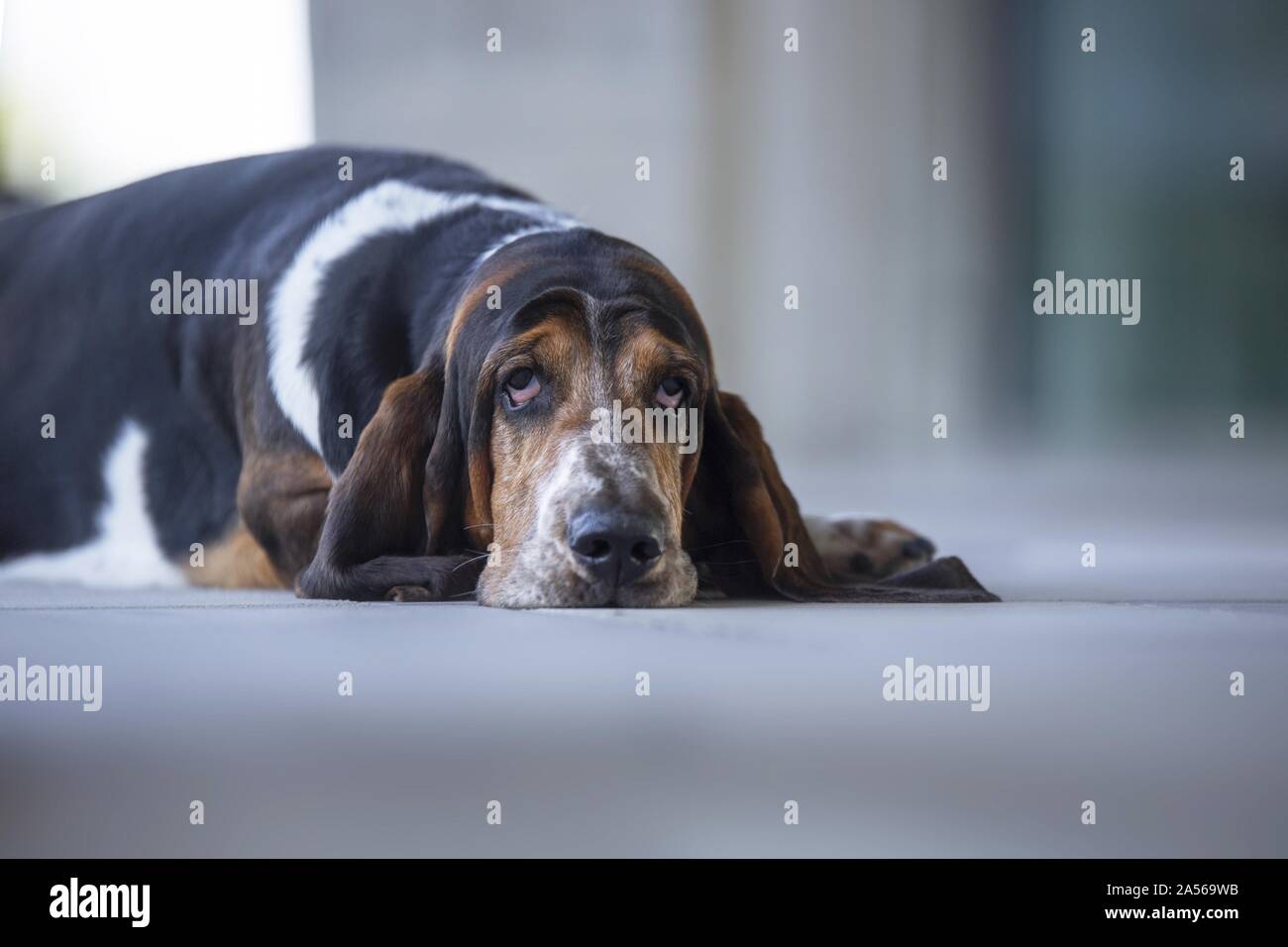 Basset down house hi-res stock photography and images - Alamy
