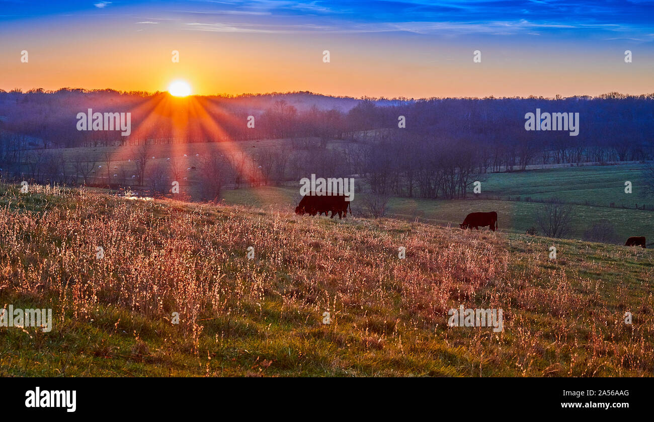 Black angus cattle cows grazing hi-res stock photography and images - Alamy