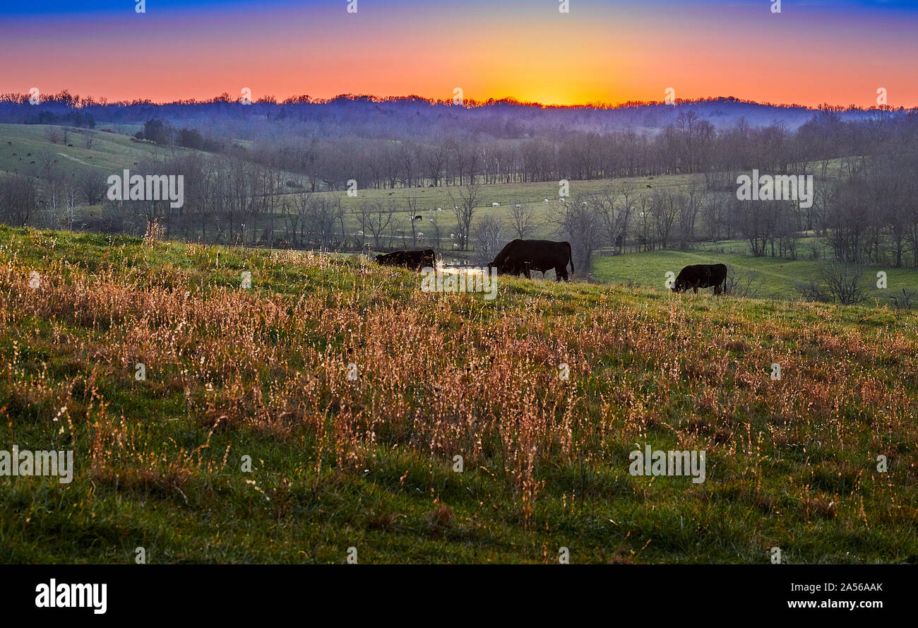 Black angus cattle cows grazing hi-res stock photography and images - Alamy