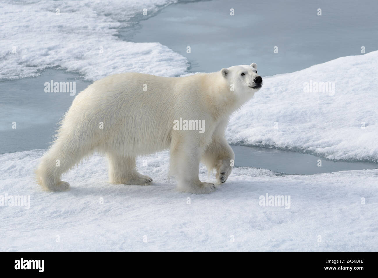 Wild polar bear on pack ice in Arctic Stock Photo - Alamy