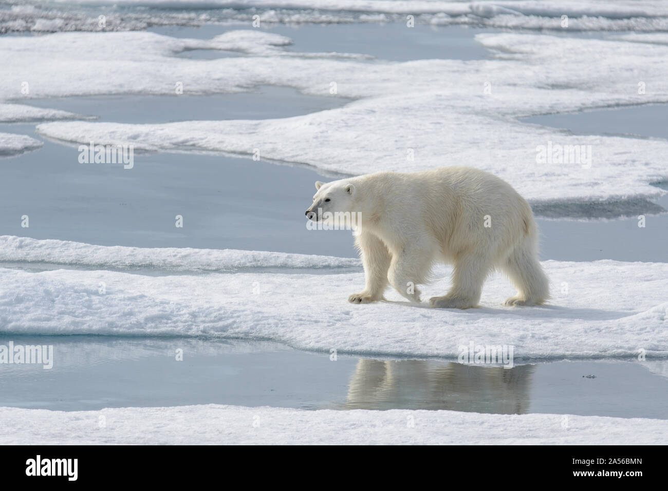 Wild polar bear on pack ice in Arctic Stock Photo - Alamy