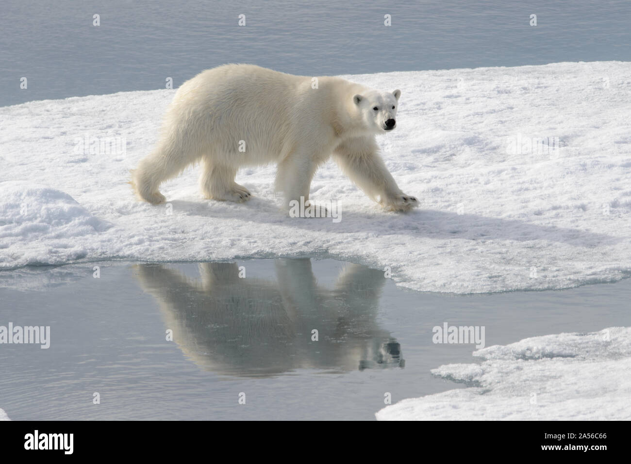Wild polar bear on pack ice in Arctic Stock Photo - Alamy