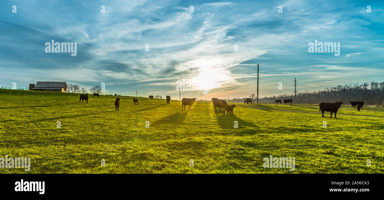 Cows grazing in the morning sun with sun behind them Stock Photo - Alamy