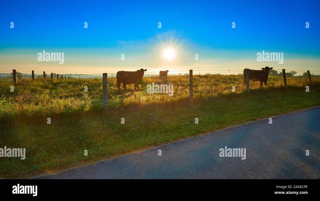 Silhouetted cows with the sun in the background Stock Photo - Alamy