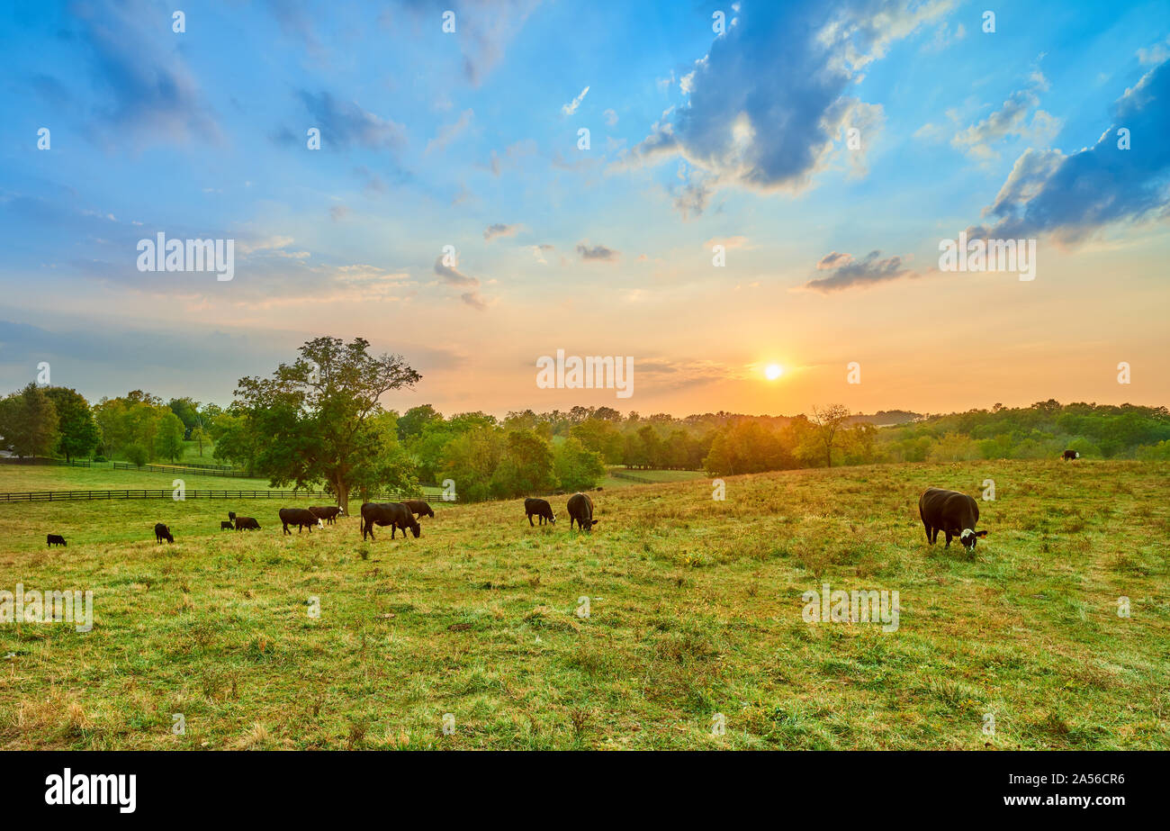Setting sun livestock hi-res stock photography and images - Alamy