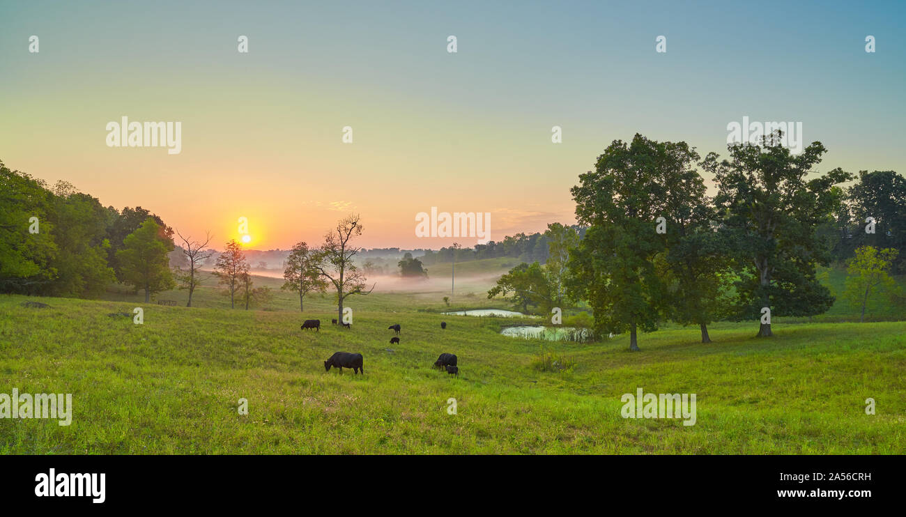 Grazing cows at sunrise hi-res stock photography and images - Alamy