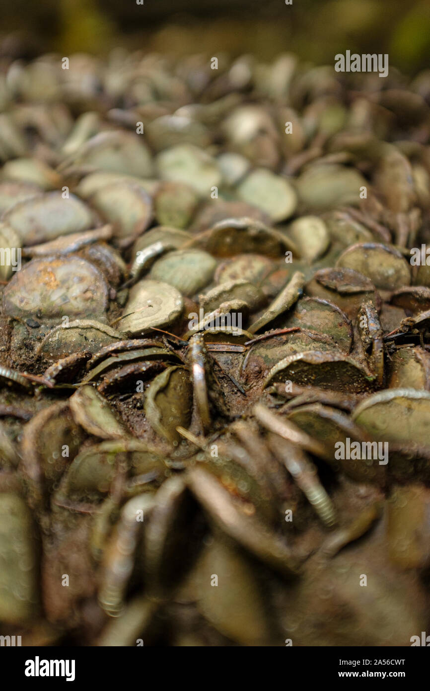 Wishing tree coins at Hareshaw Linn, Northumberland, UK Stock Photo - Alamy