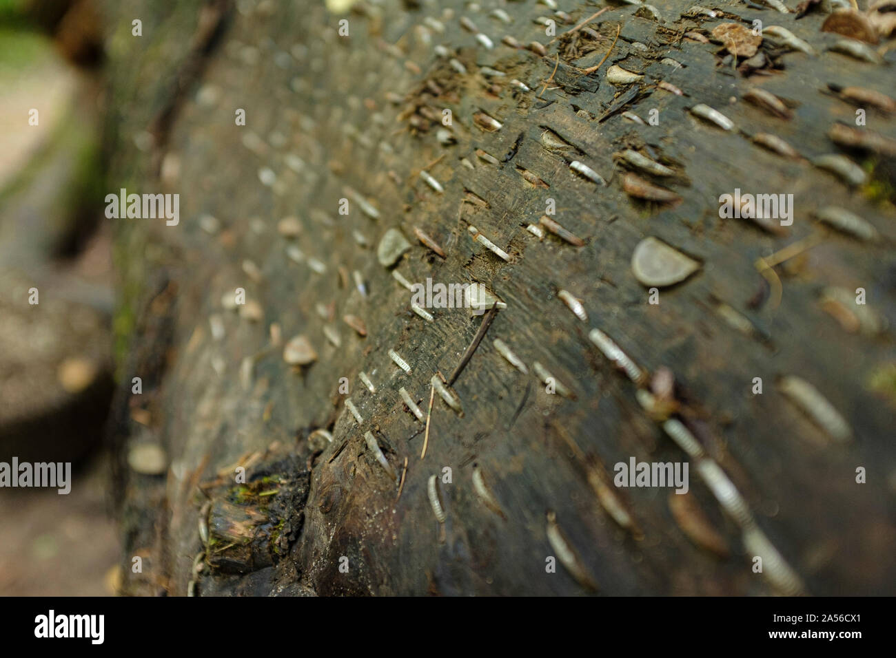 Copper coins money tree hi-res stock photography and images - Alamy