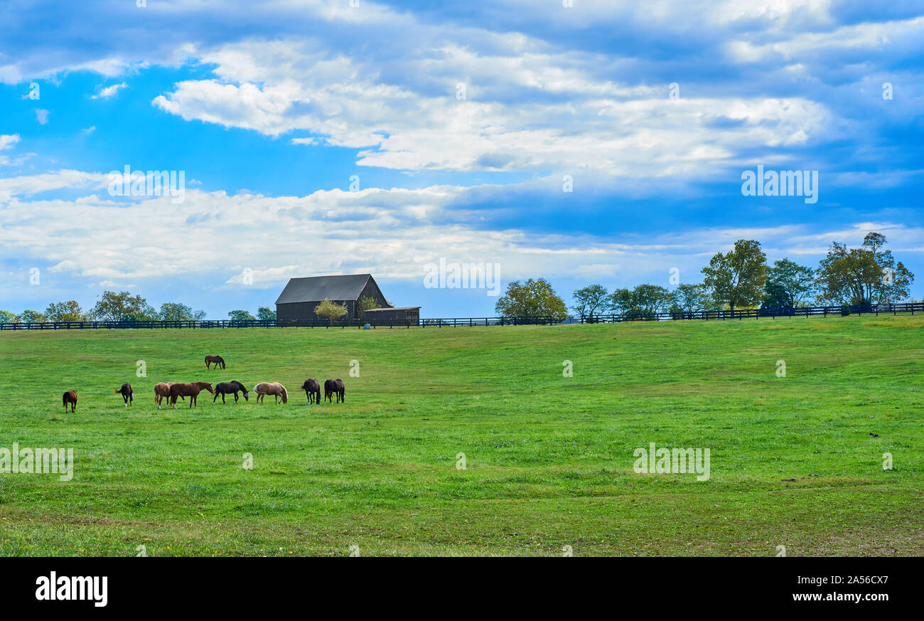 Farmland with horse hi-res stock photography and images - Alamy