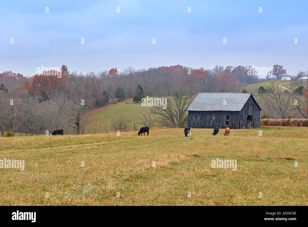 A barn with grazing cows Stock Photo - Alamy
