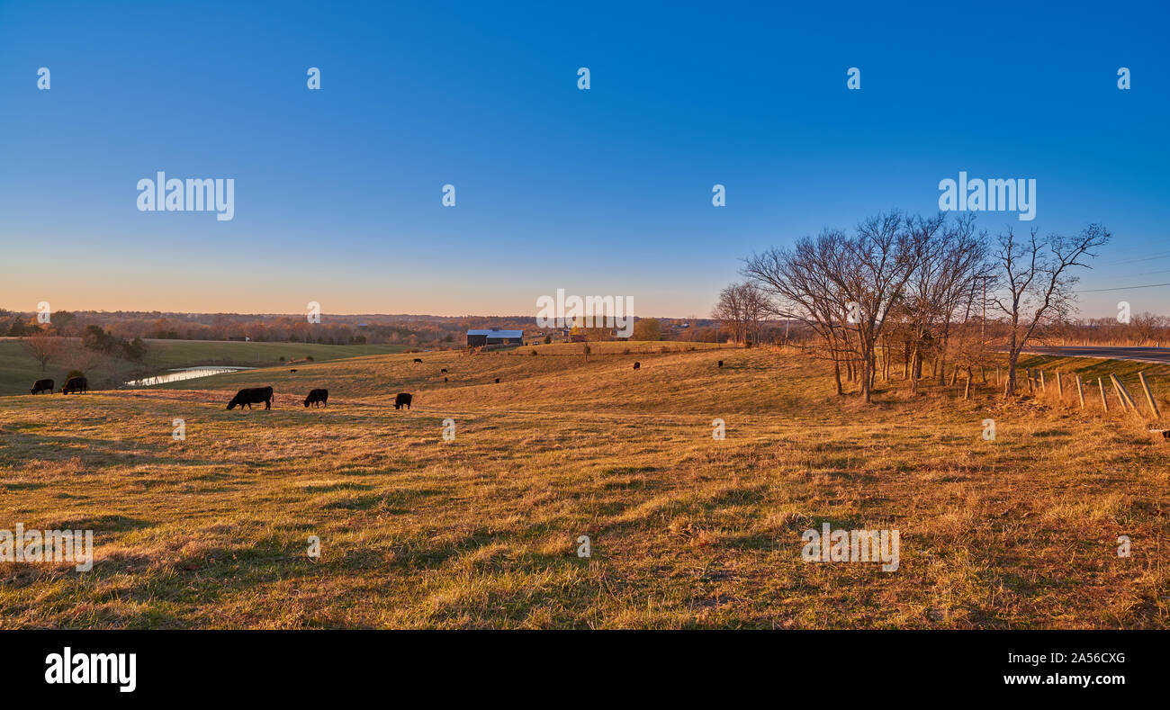 Cows Grazing at Sunset Along Lafferty Pike Stock Photo - Alamy