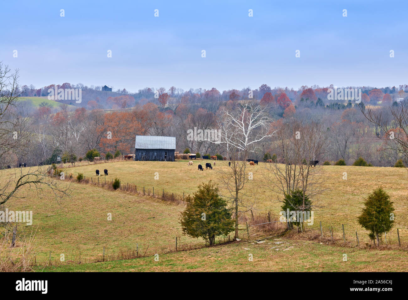 Barn pasture cows hi-res stock photography and images - Alamy