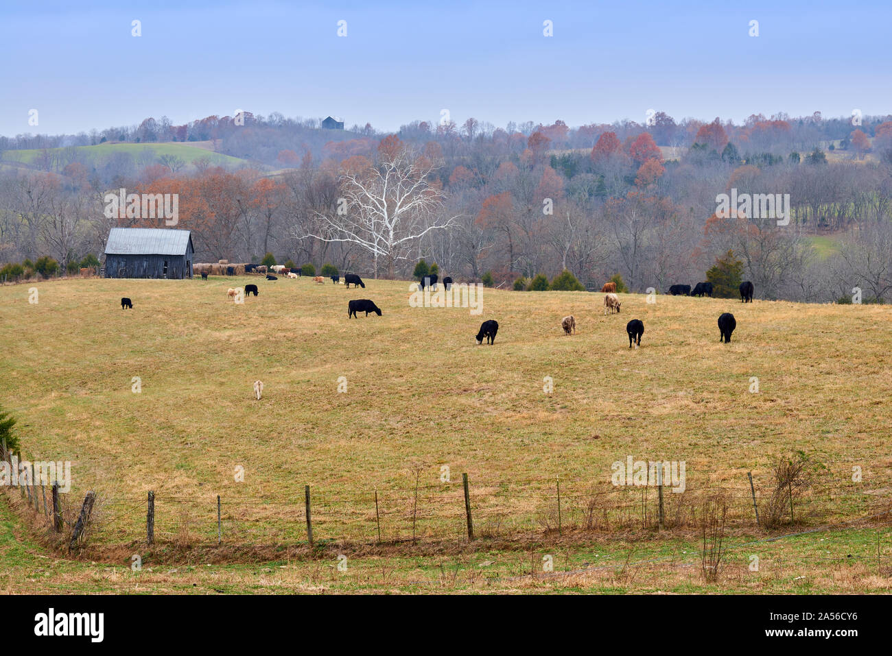 Barn pasture cows hi-res stock photography and images - Alamy