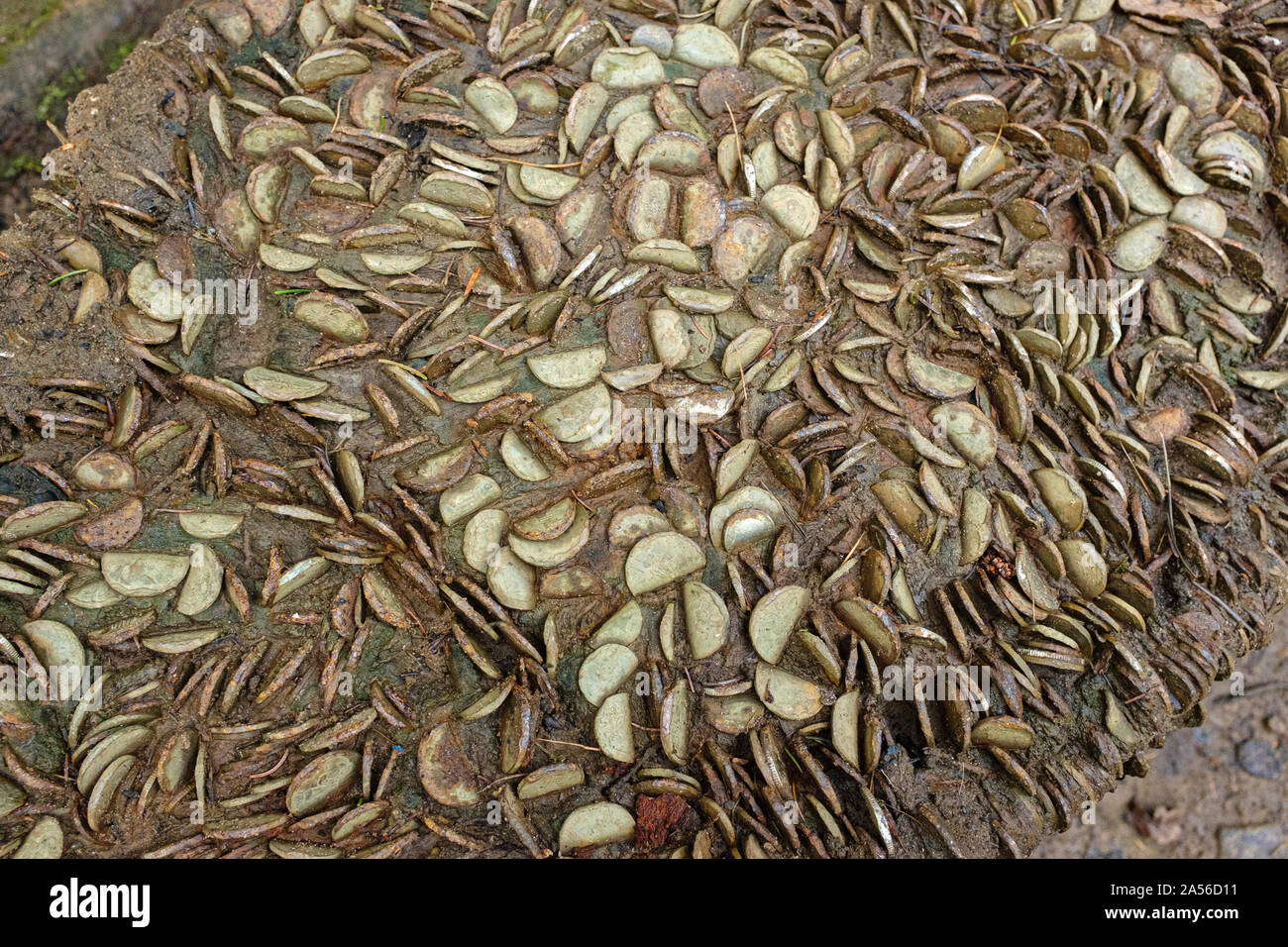 Wishing tree coins at Hareshaw Linn, Northumberland, UK Stock Photo - Alamy