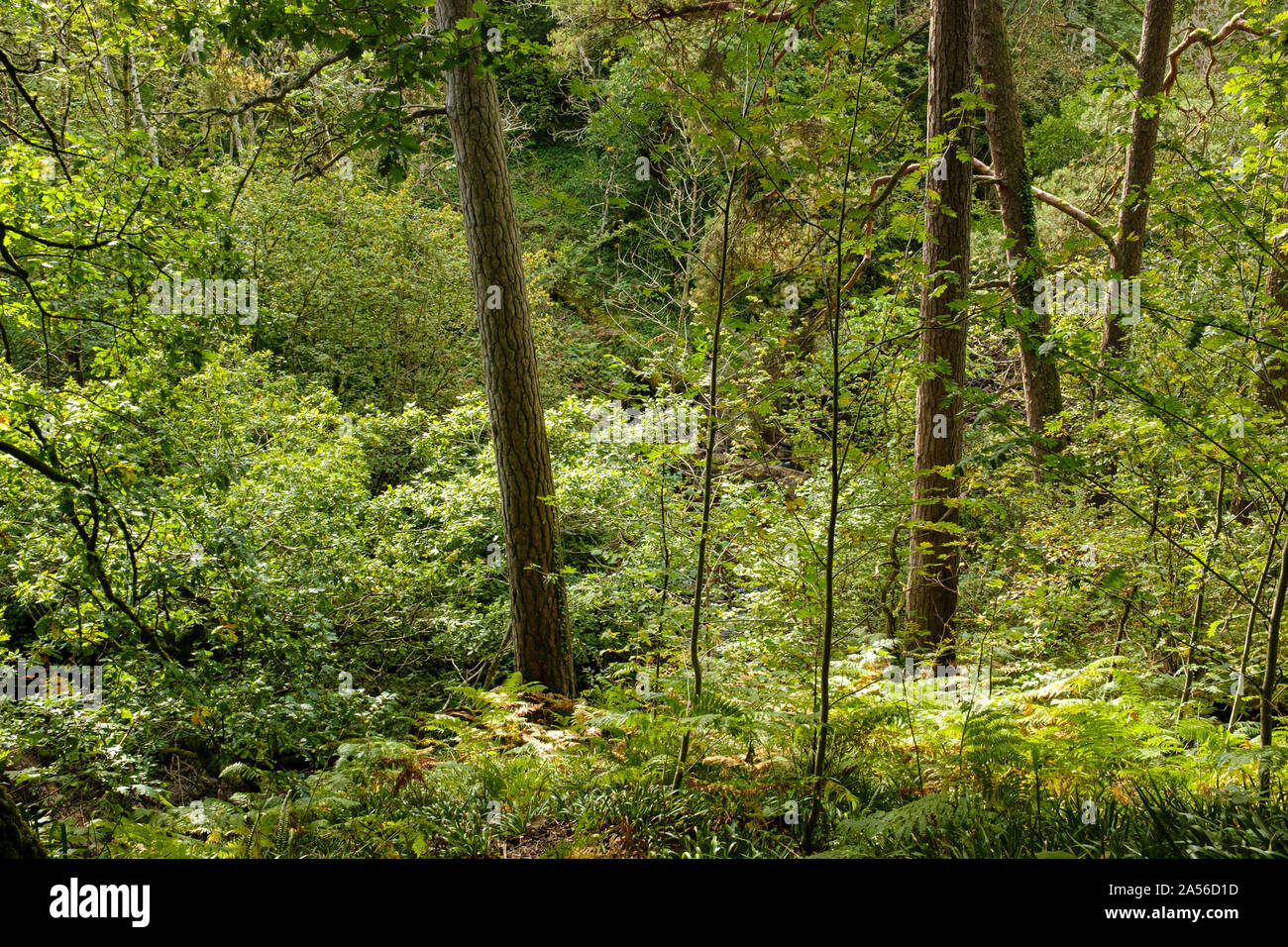 Natural ancient British woodland Stock Photo - Alamy