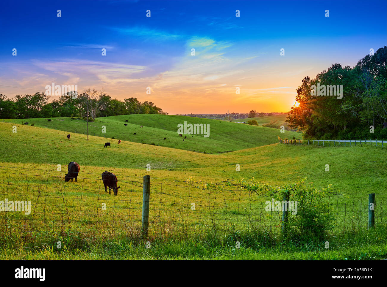 Black angus cattle cows grazing hi-res stock photography and images - Alamy