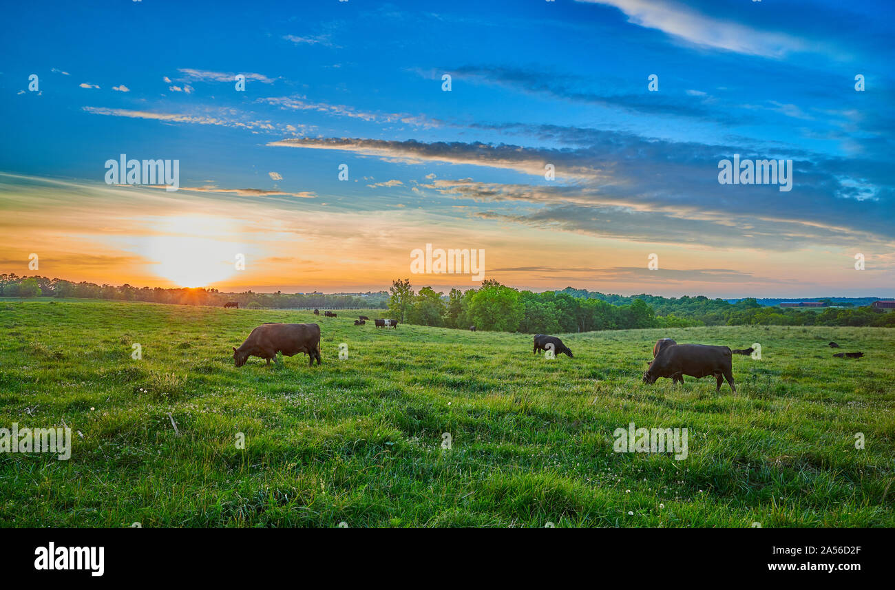 Grazing Cows At Sunset High Resolution Stock Photography and Images - Alamy