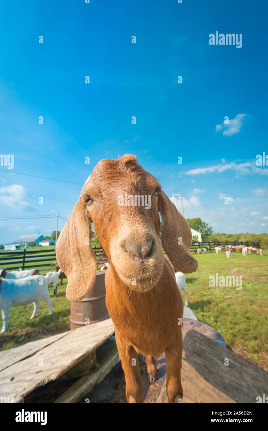 Blue sky view brown goat hi-res stock photography and images - Alamy