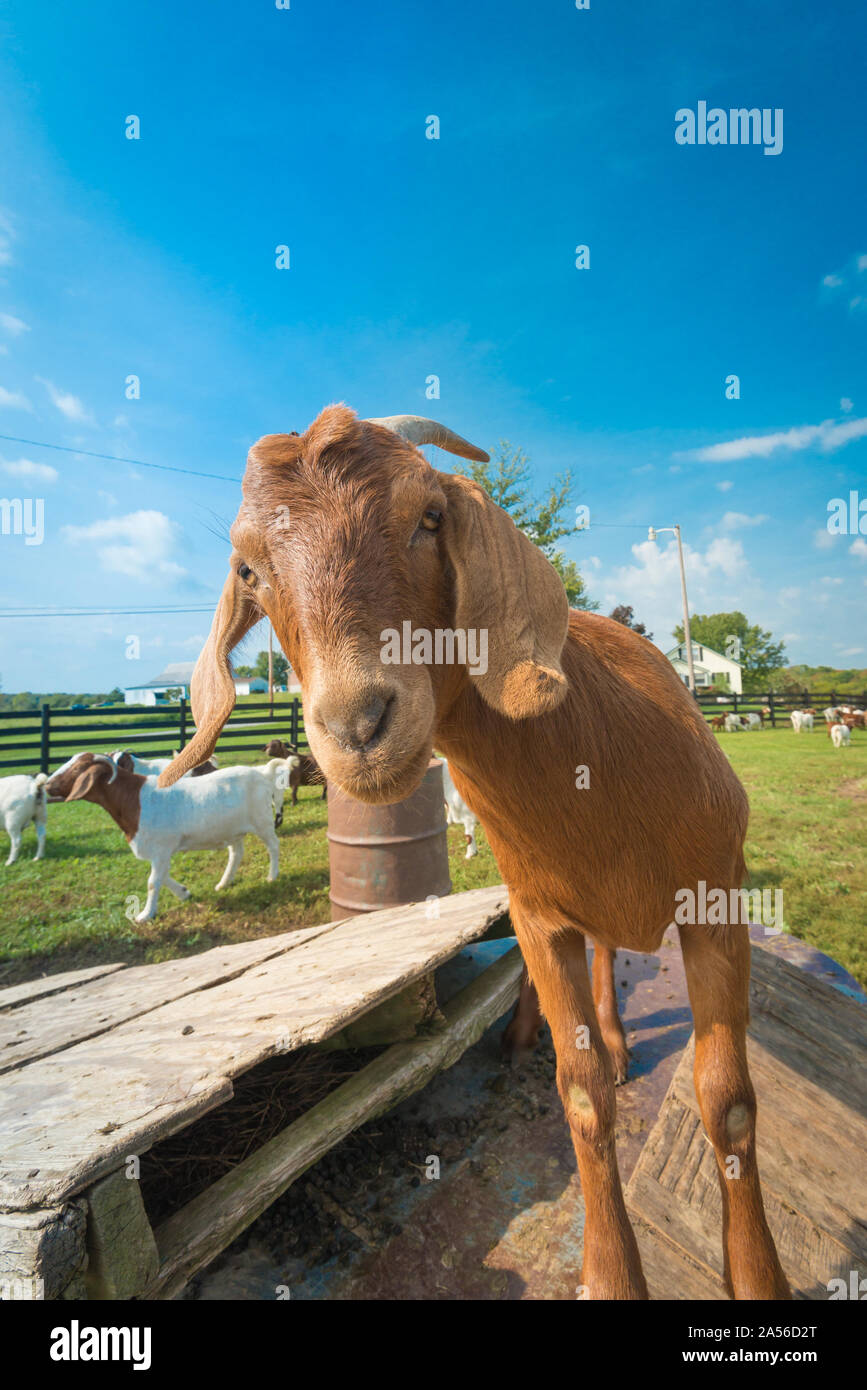 Close up of a goat Stock Photo - Alamy