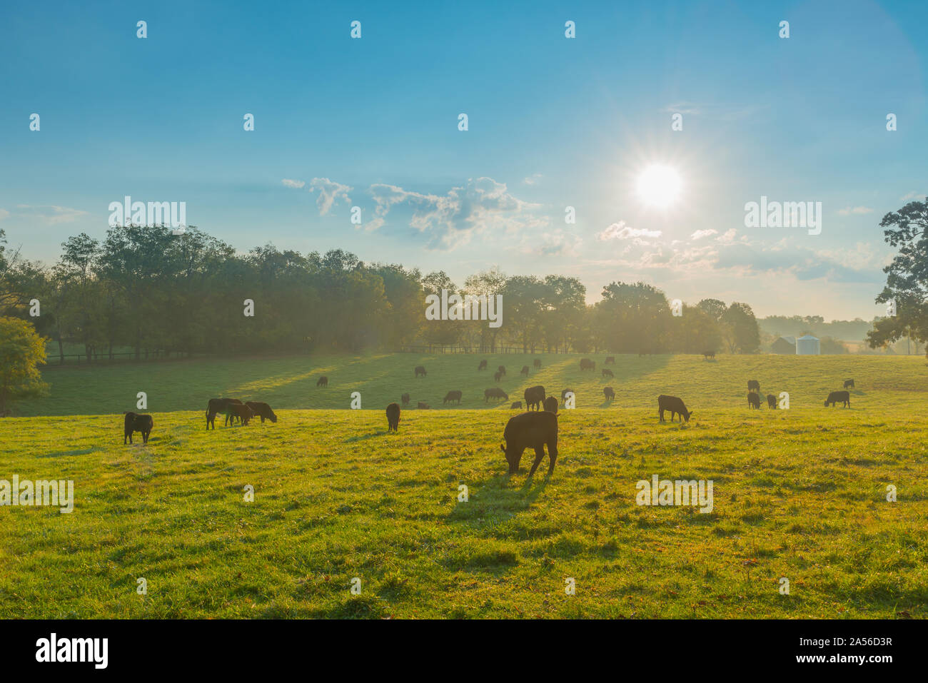 Cows grazing in the morning sun Stock Photo - Alamy