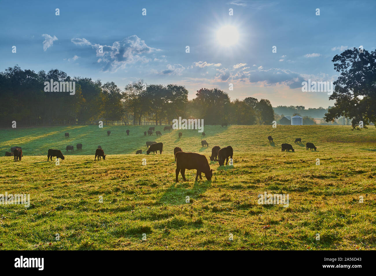Grazing farming hi-res stock photography and images - Alamy