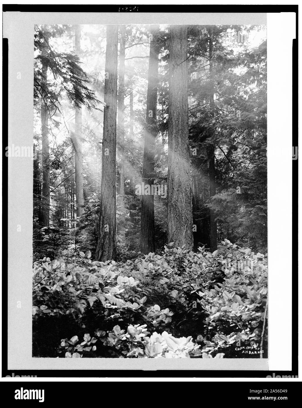 Habitat of forest and trees Cut Out Stock Images & Pictures - Alamy