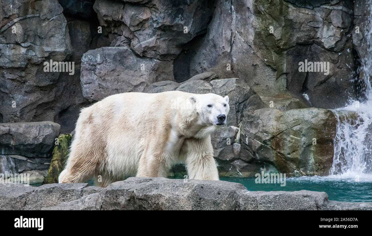 Polar bear at the Zoo Stock Photo - Alamy