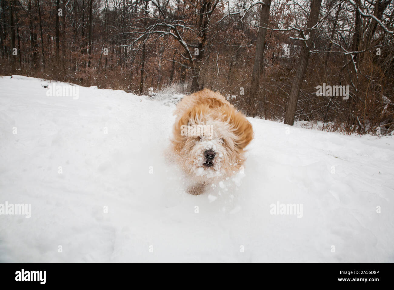 Charging dog hi-res stock photography and images - Alamy