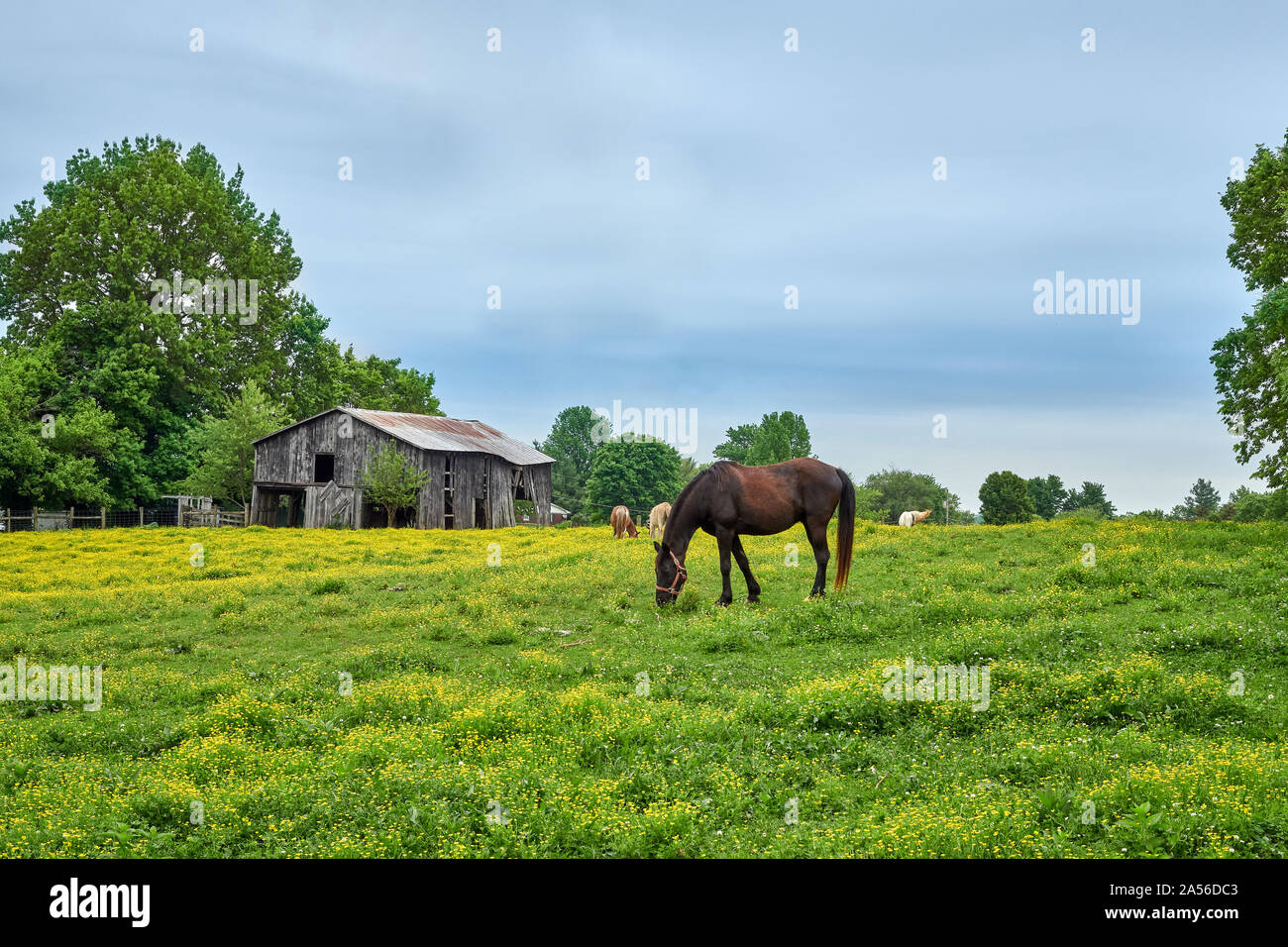Stallion and mare grazing hi-res stock photography and images - Alamy