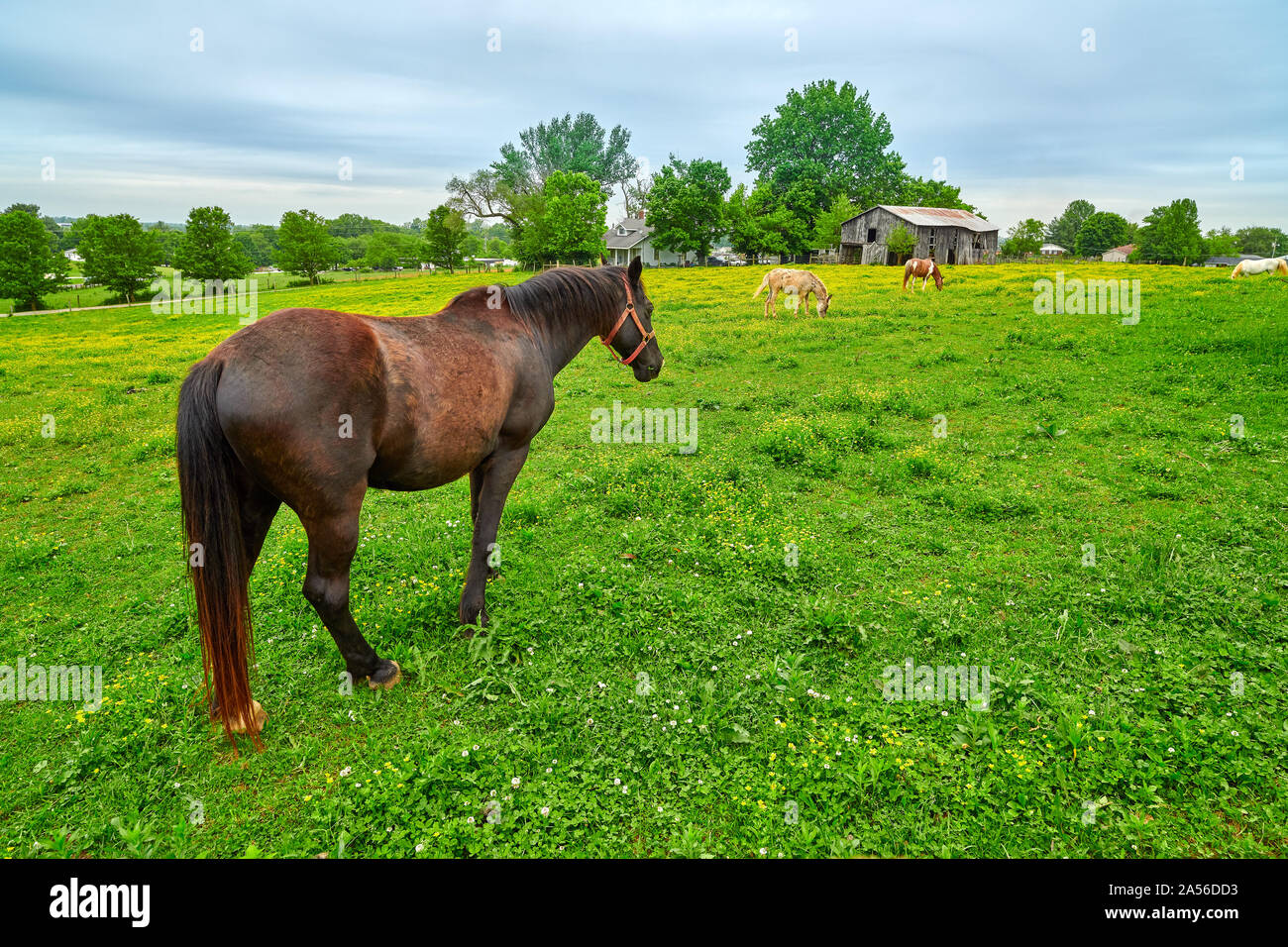Stallion and mare grazing hi-res stock photography and images - Alamy