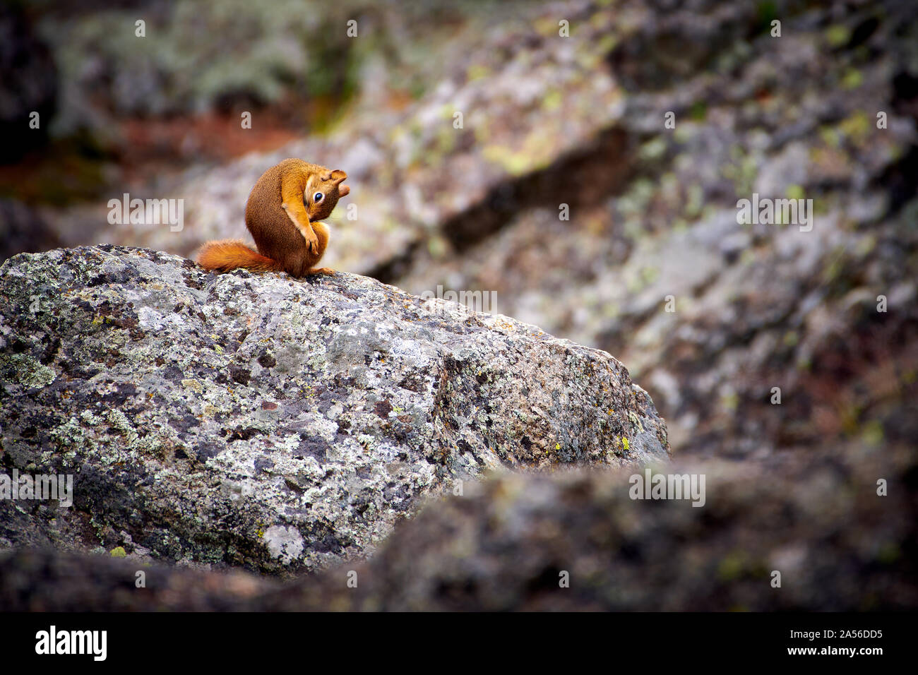 Squirrel Cleaning High Resolution Stock Photography and Images - Alamy