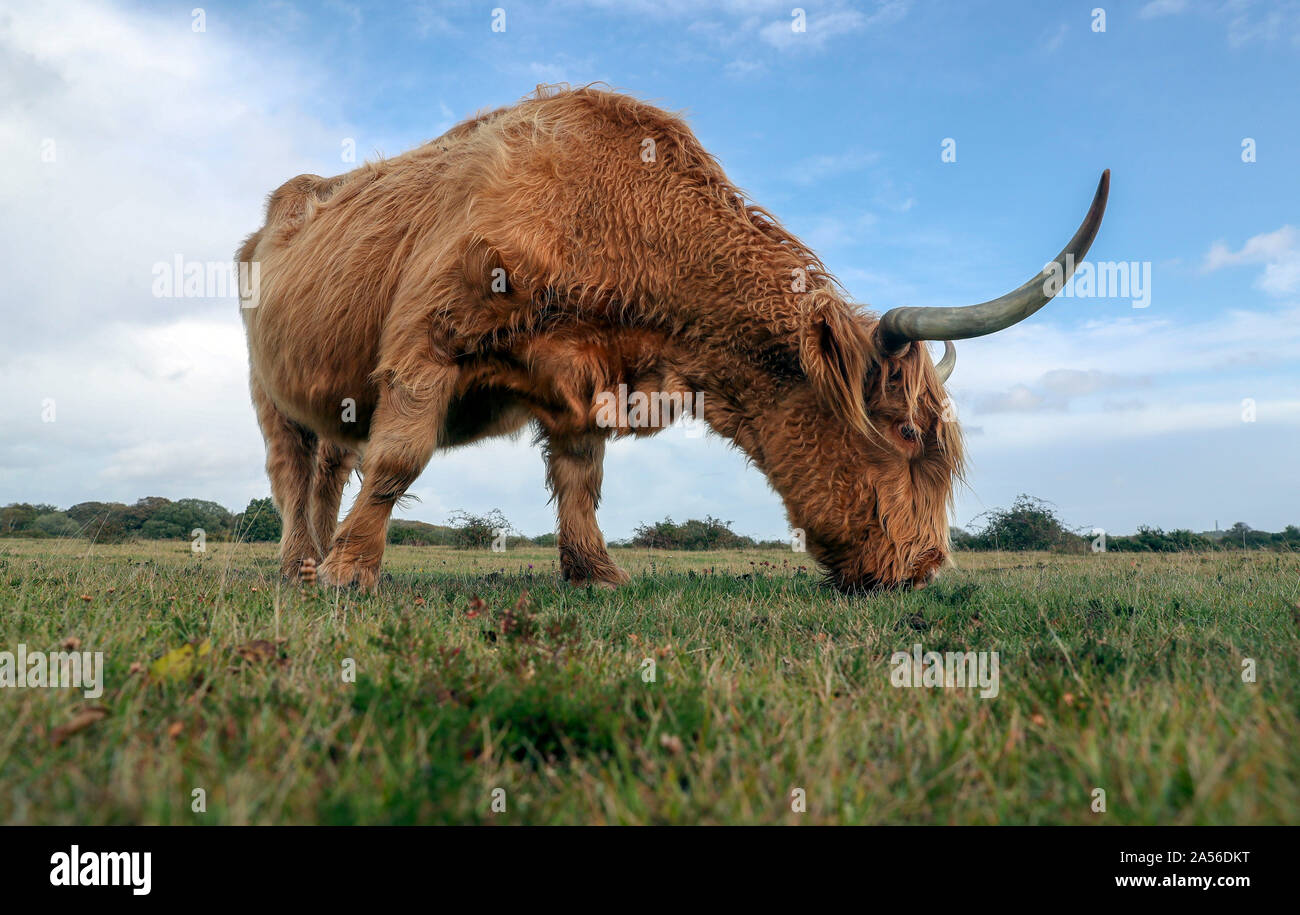 Cattle roaming in the New Forest as livestock owners in the area have ...