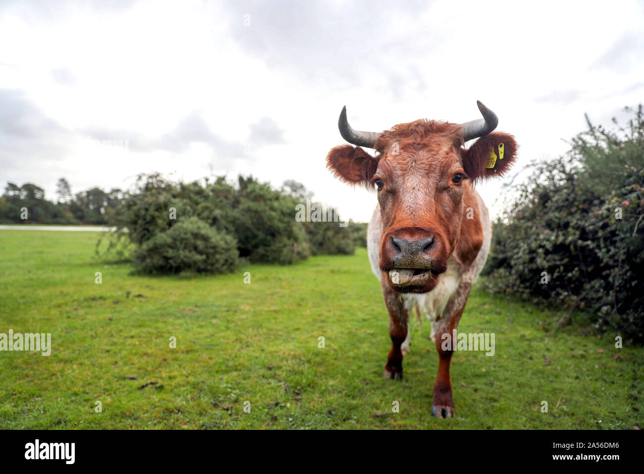 Cattle roaming in the New Forest as livestock owners in the area have ...