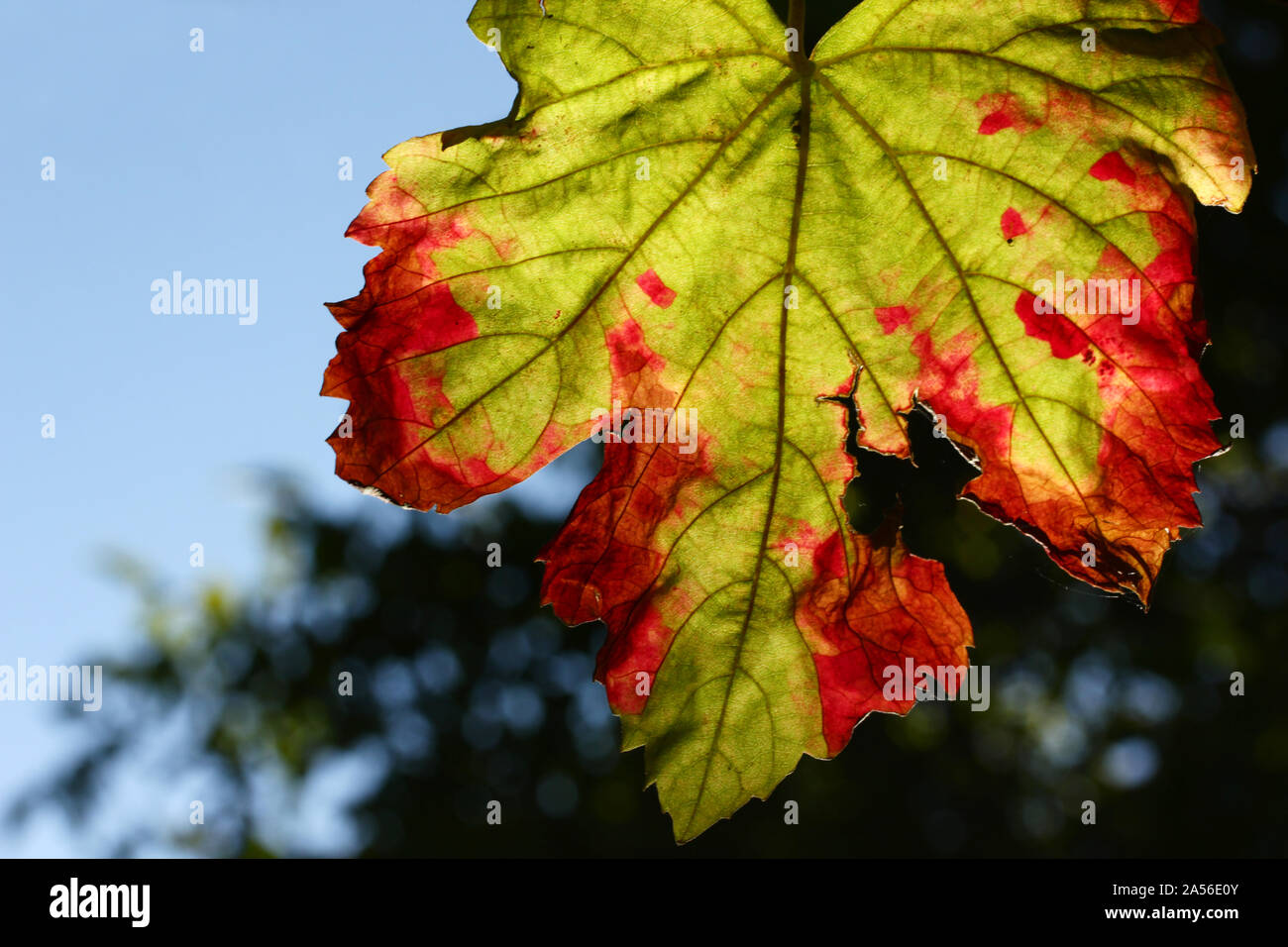 colors of vine leaves in autumn Stock Photo - Alamy