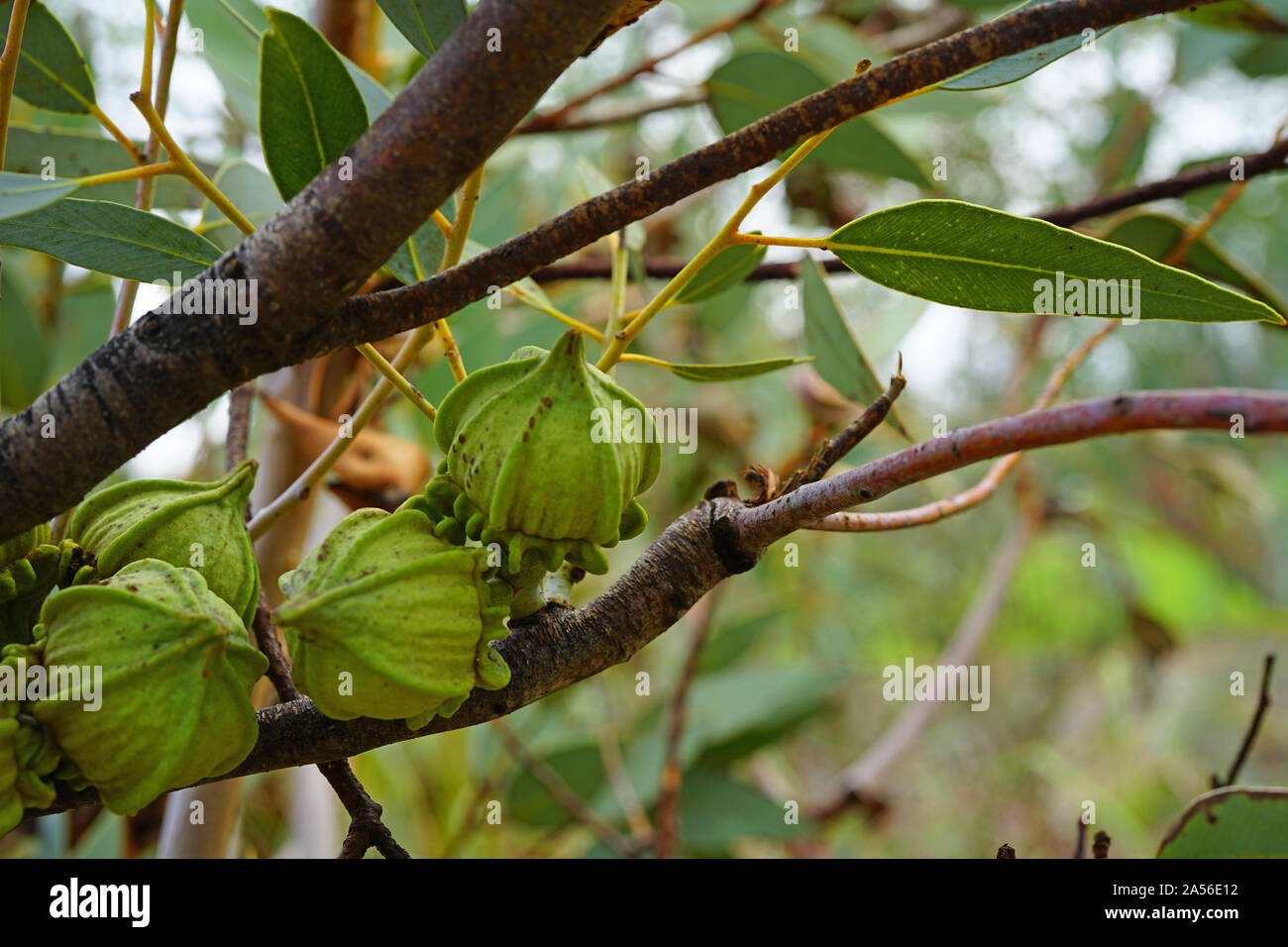Eucalyptus rameliana ramels mallee in hi-res stock photography and ...