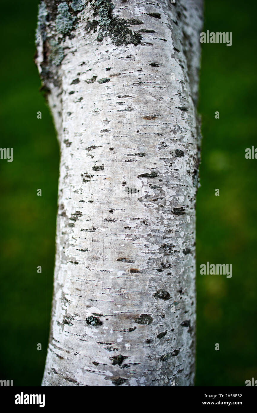 Birch tree pattern hi-res stock photography and images - Alamy