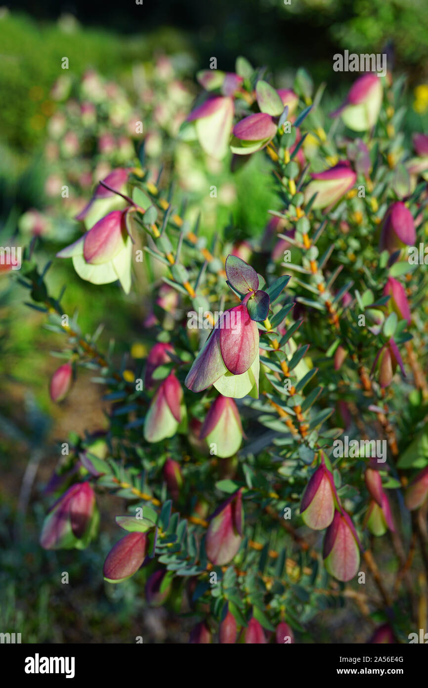 View of a Qualup Bell plant (Pimelea physodes) in Australia Stock Photo ...