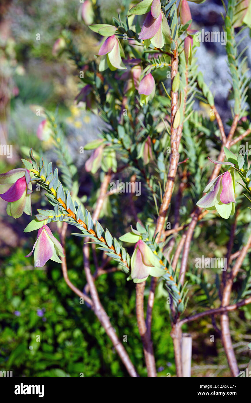 View of a Qualup Bell plant (Pimelea physodes) in Australia Stock Photo ...