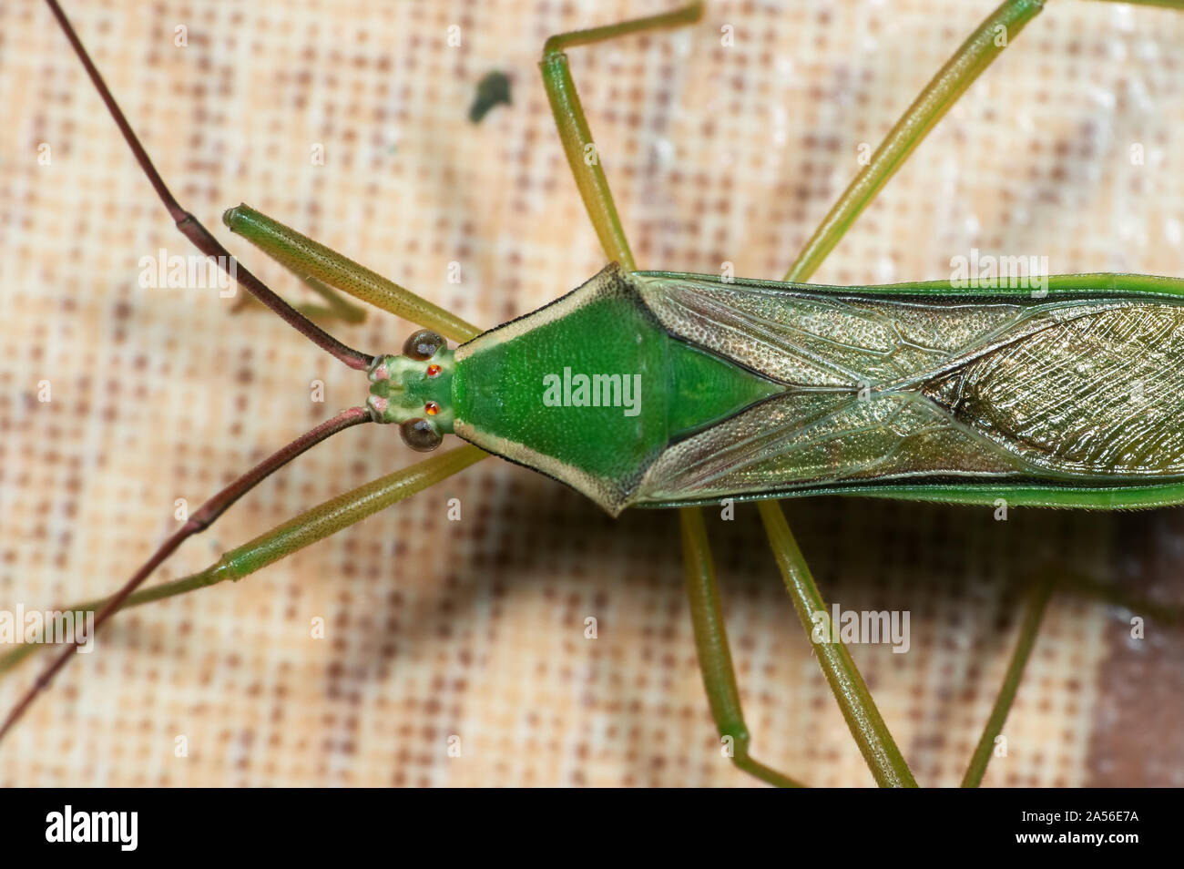 Macro Photography of Green Assassin Bug on The Floor Stock Photo - Alamy