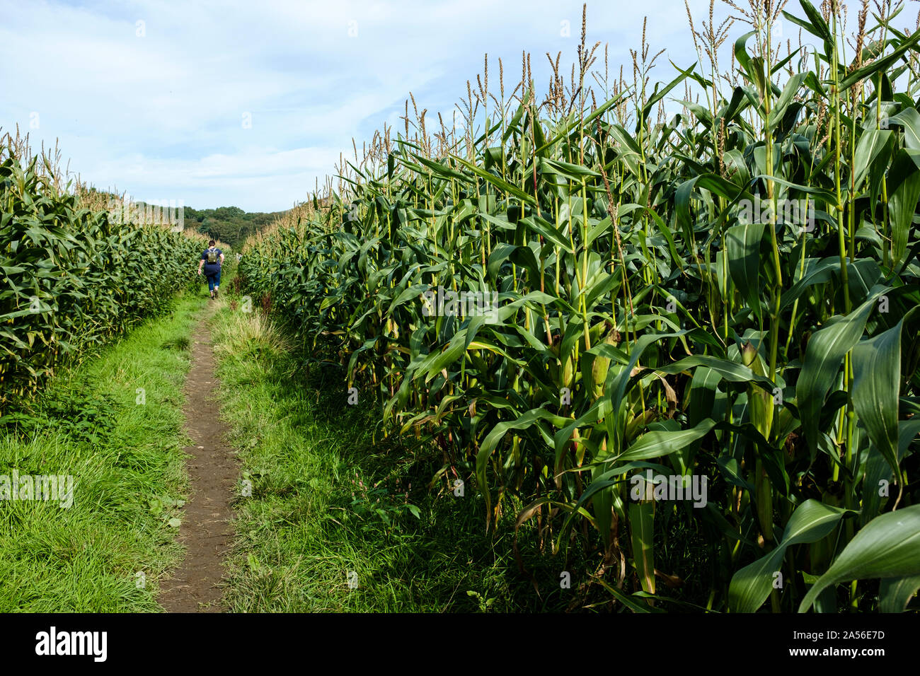 Maize Plantation High Resolution Stock Photography and Images - Alamy