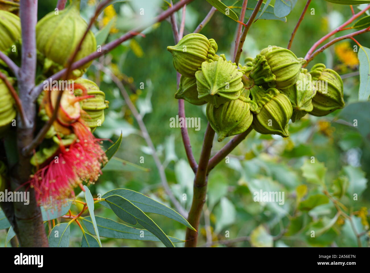 Eucalyptus rameliana ramels mallee in hi-res stock photography and ...