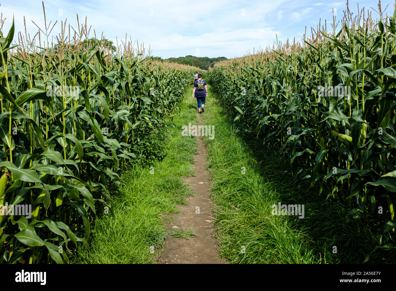 Maize Plantation High Resolution Stock Photography and Images - Alamy