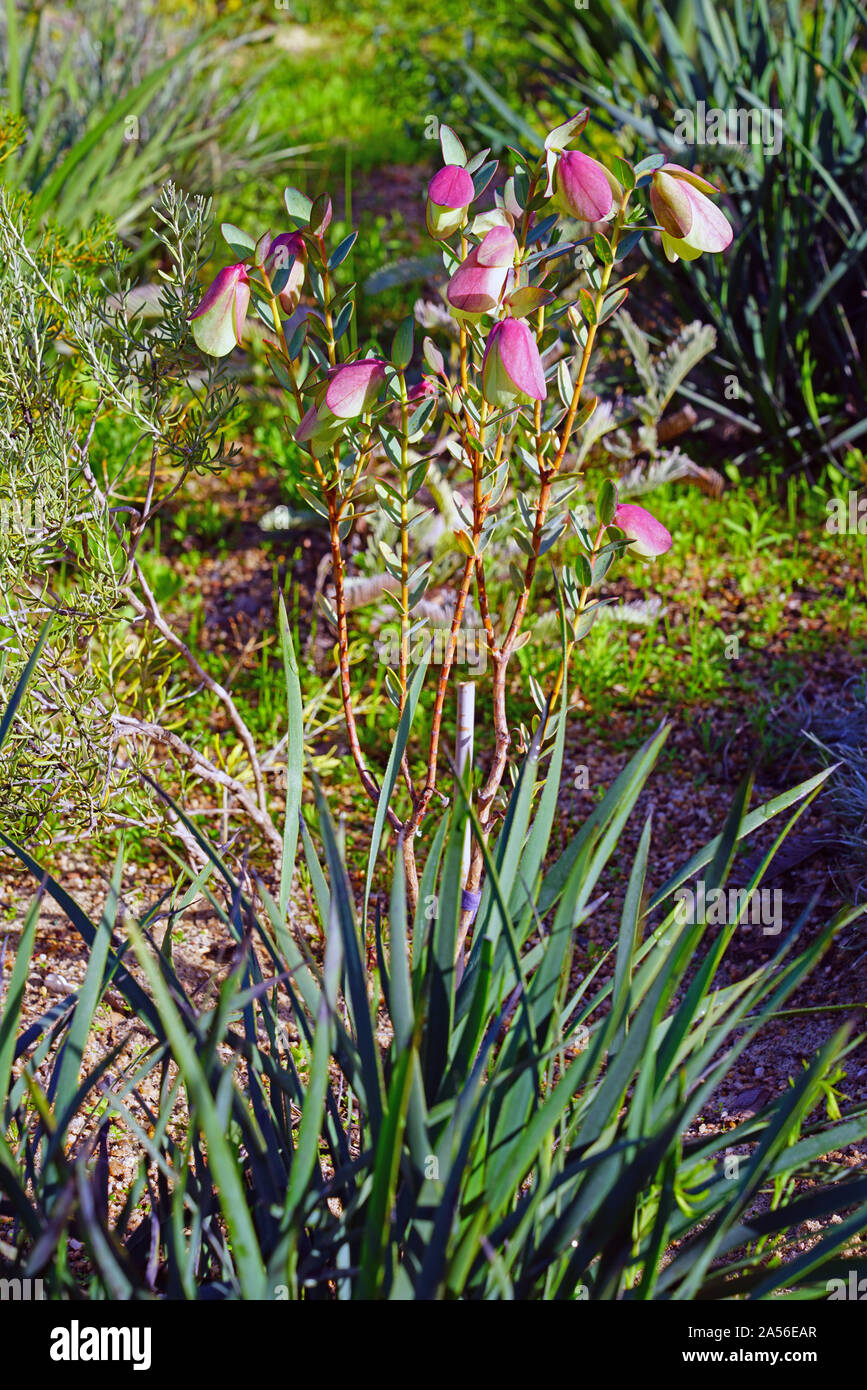 Australian bellflower hi-res stock photography and images - Alamy