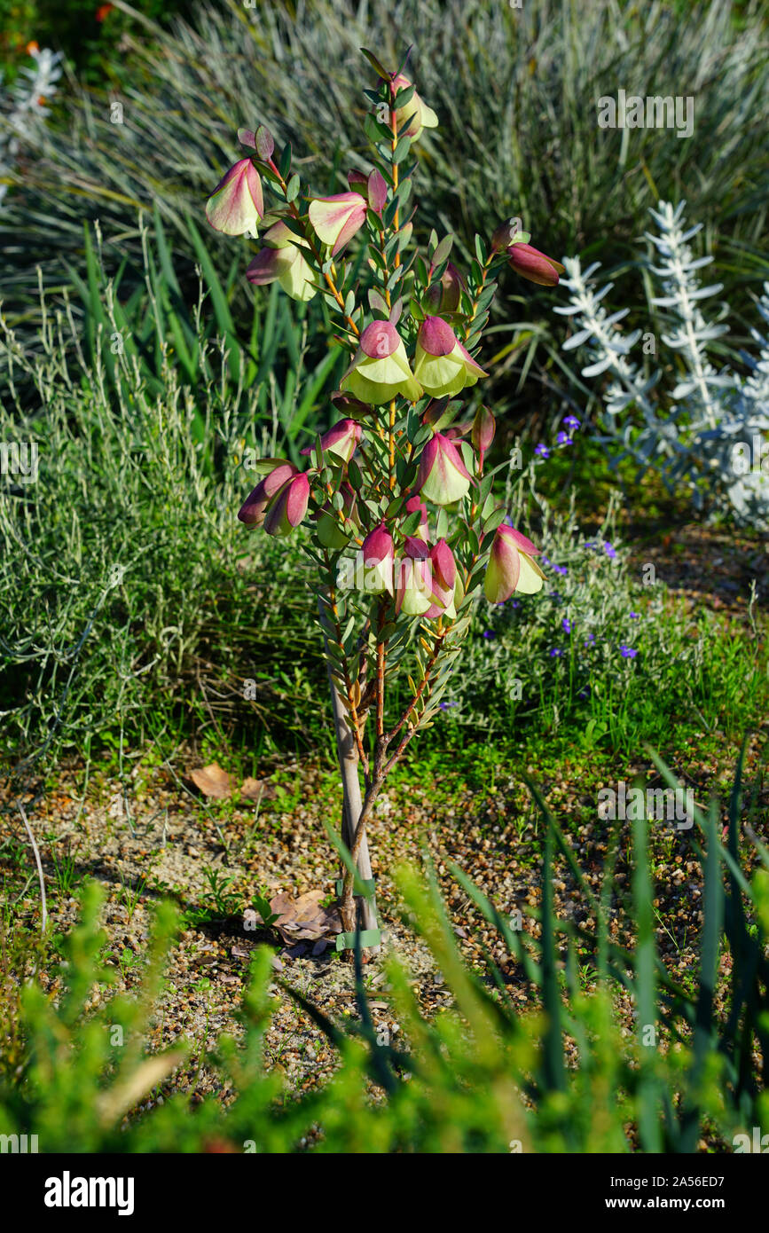 View of a Qualup Bell plant (Pimelea physodes) in Australia Stock Photo ...
