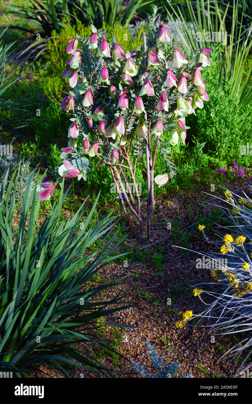 View of a Qualup Bell plant (Pimelea physodes) in Australia Stock Photo ...